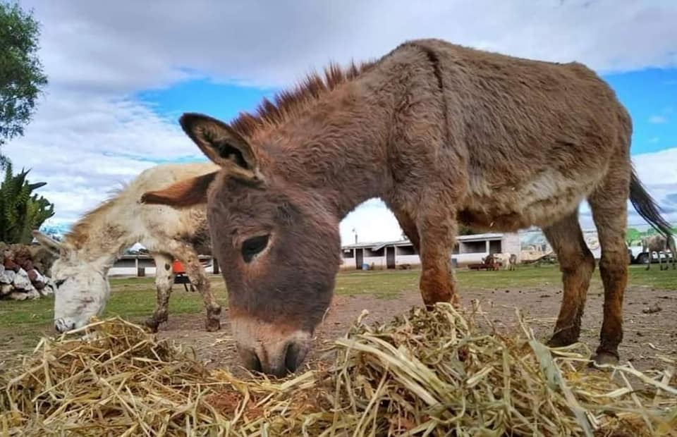 Burrolandia, un santuario de burros mexicanos | Yucatan Directo