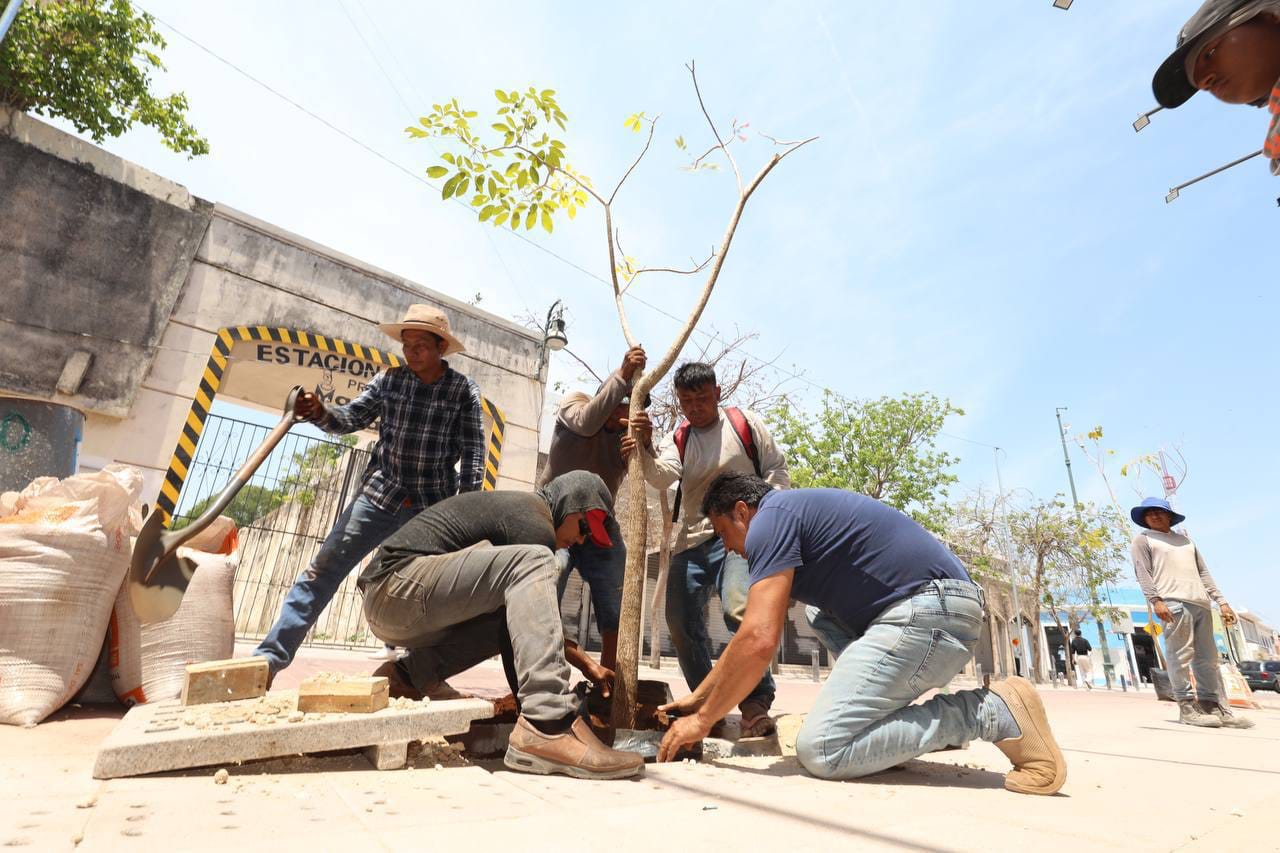 Siembran maculís en el Corredor Turístico | Yucatan Directo