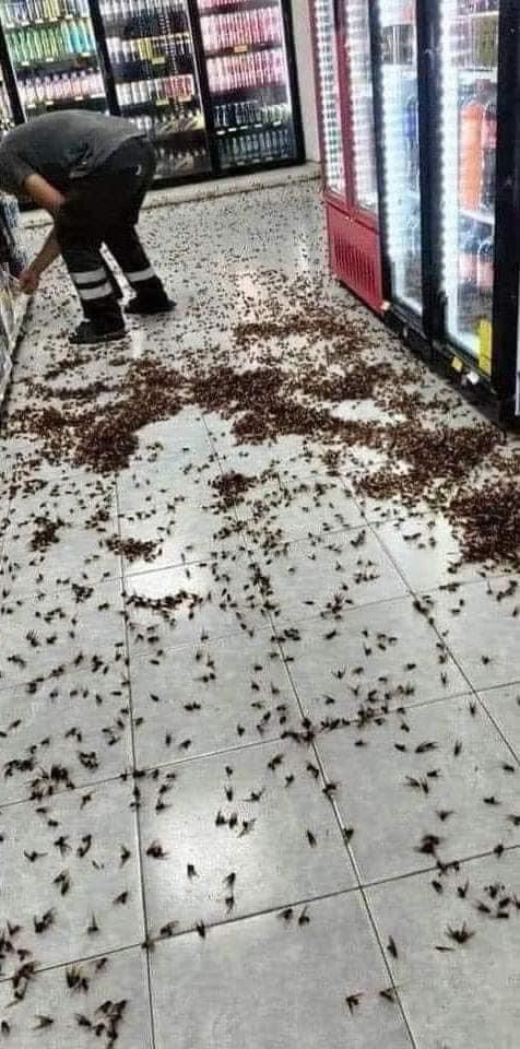 El sabor de las hormigas chicatanas, alimento prehispánico | Yucatan ...