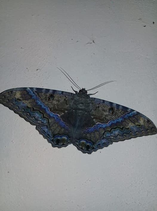 Significado de cuándo una mariposa negra llega a un hogar | Yucatan Directo