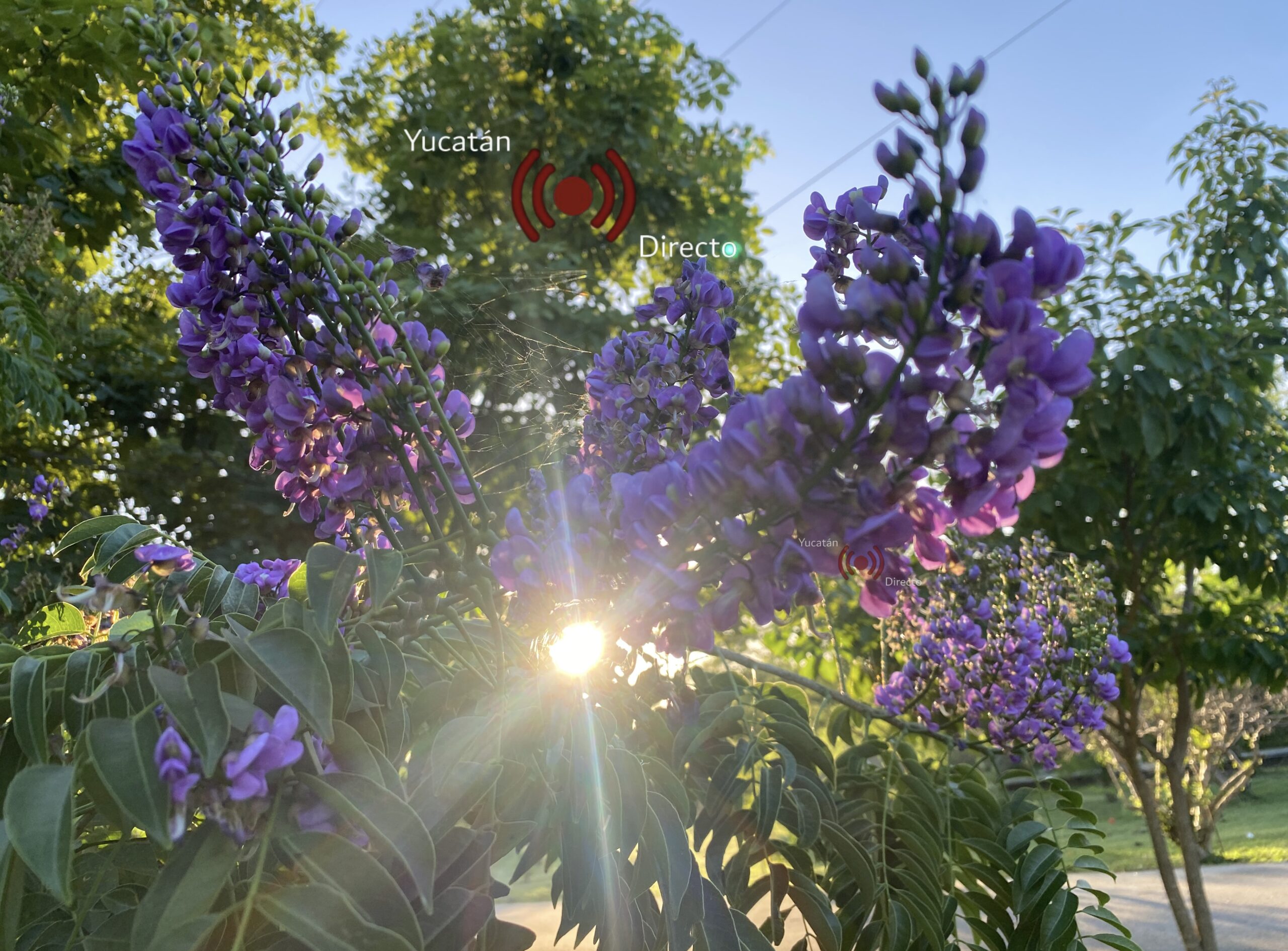 Ya florece el balché, árbol sagrado del que se produce bebida maya ...