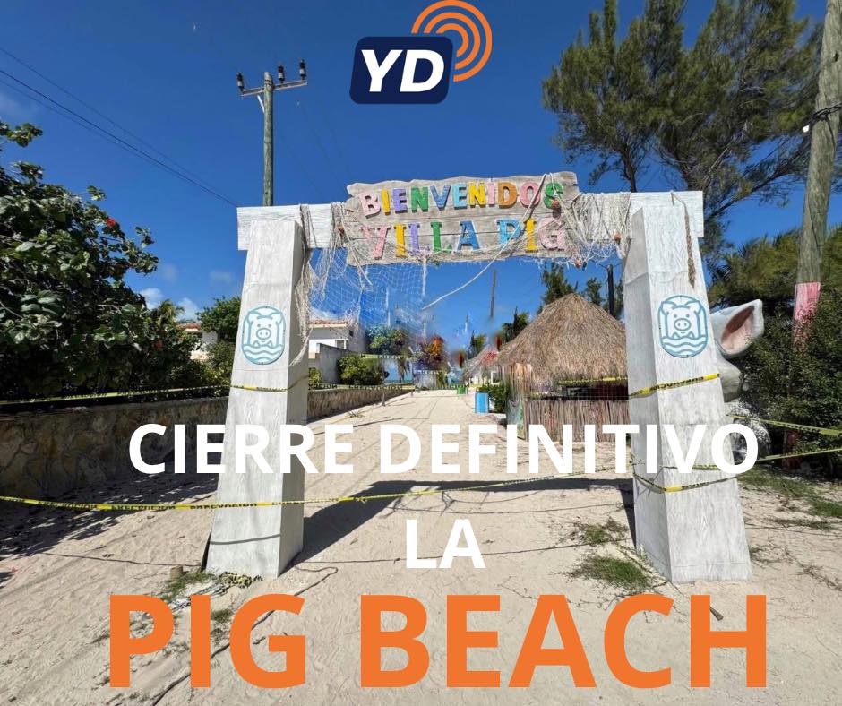 Enviados a una UMA, los cerditos de Pig Beach de Progreso | Yucatan Directo