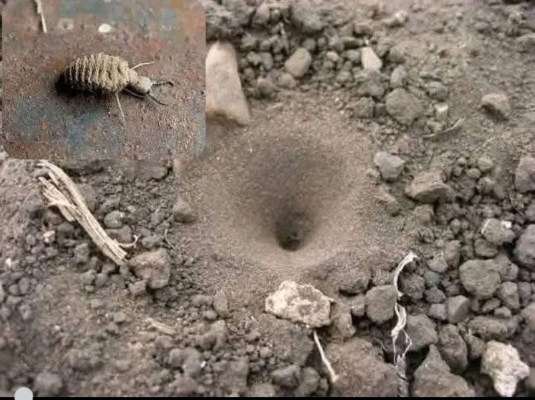 “El Huech” | Yucatan Directo