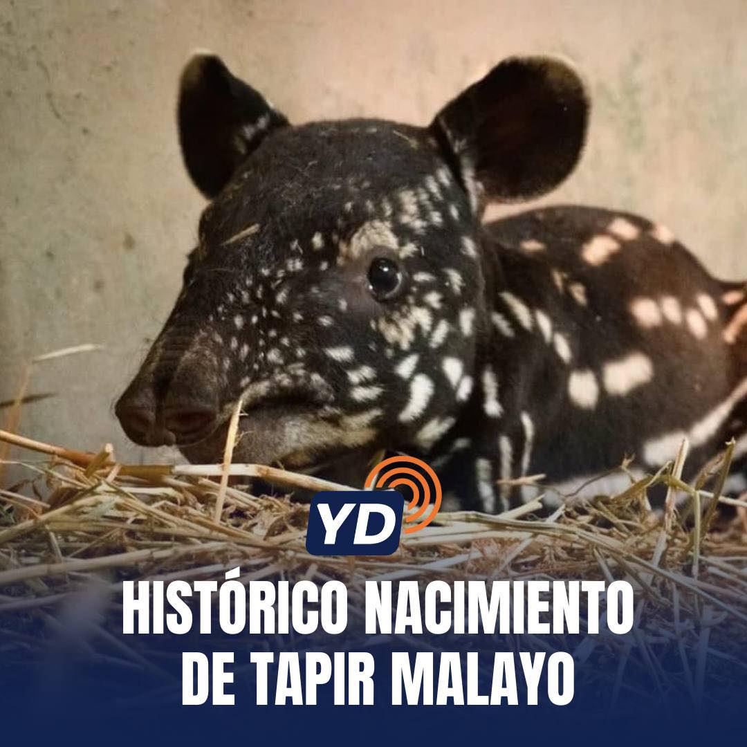 Nace en españa un tapir malayo, especie en peligro | Yucatan Directo